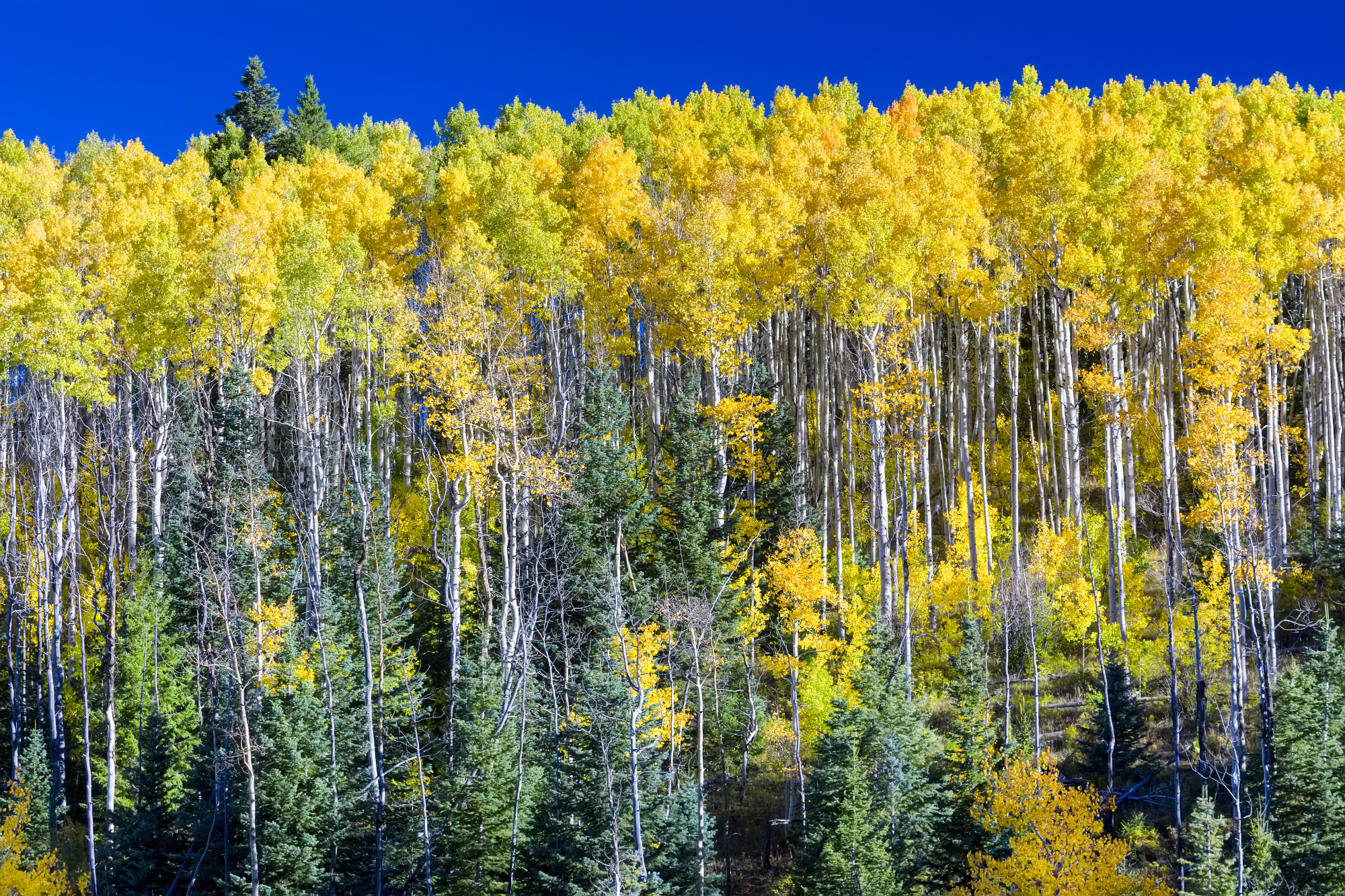 Dental Insurance Information Santa Fe NM, Dental Insurance Options